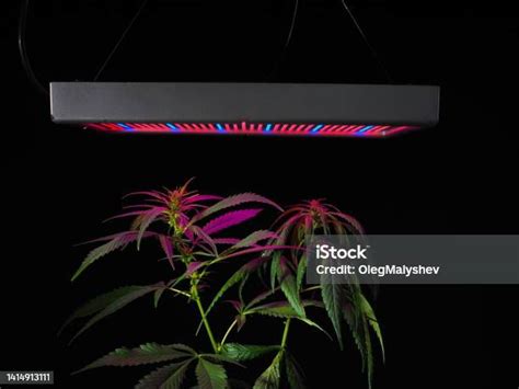Led 조명 아래에서 성장하는 대마초 0명에 대한 스톡 사진 및 기타 이미지 0명 Cannabis Indica Led