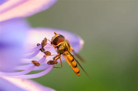 Free Images Flower Petal Fly Pollen Flora Fauna Invertebrate