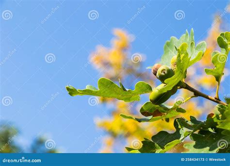Selective Focus Of Oak Tree Green Leaves Under The Sunlight Stock Image