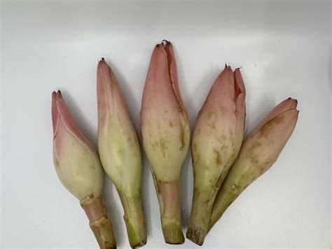 Bunga Kantan Kecombrang Frozen Ginger Torch Flower Etlingera Elatior
