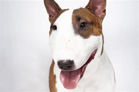 Bull Terrier Dog Breed Information American Kennel Club