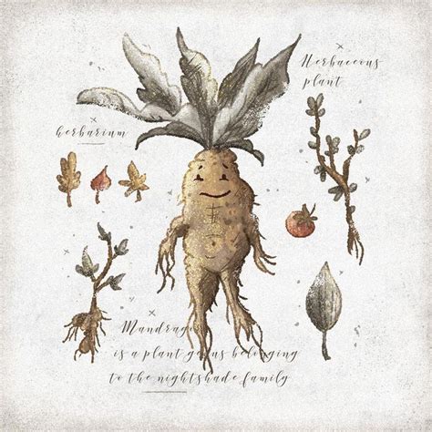 Mandrake Root Drawing Mandrake Botanical Illustration