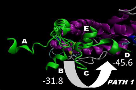 Activation Helix Orientation Of Estrogen Receptor Is Mediated By