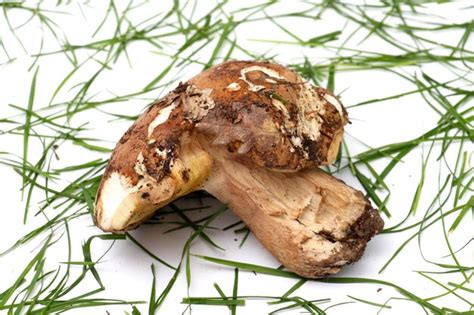 Premium Photo Mushroom Boletus Edulis