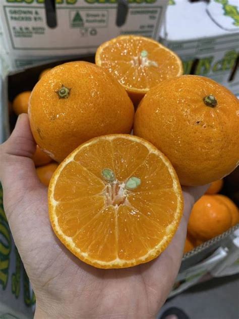 ส้ม 🍊 ออสเตรเลีย สายพันธุ์ Nova Mandarin เบอร์ 72 Th
