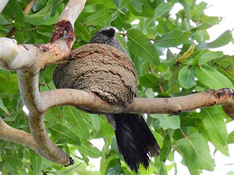 Mud Nests Wildlife Mountain Australia