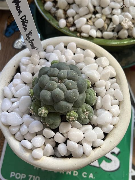 Big Breast And ‘lil Big Breast Enjoying That Morning Sun R Lophophora