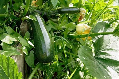 Best Slow Release Fertilizer 2022 Find The Right One For Your Projects
