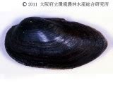 画像一覧 貝類図鑑 図鑑 大阪府立環境農林水産総合研究所