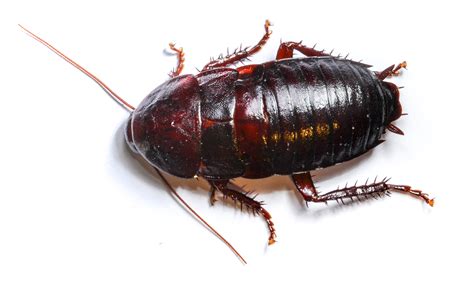 Types Of Cockroaches In Texas And How To Get Rid Of Them