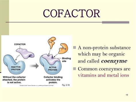 Ppt Enzymes Powerpoint Presentation Free Download Id6886656