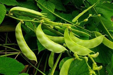 Health Benefits Of Bataw Ang Pinoy