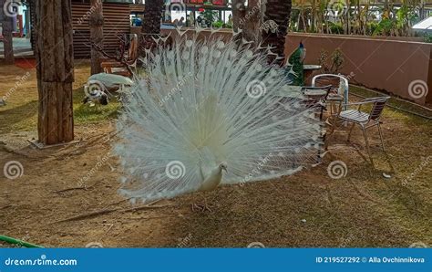 Dry Grass Tail Stock Image 39133669
