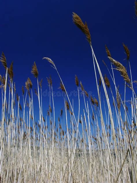 Tall Grasses Stock Image Image Of Seacoast Ocean Shore 899895