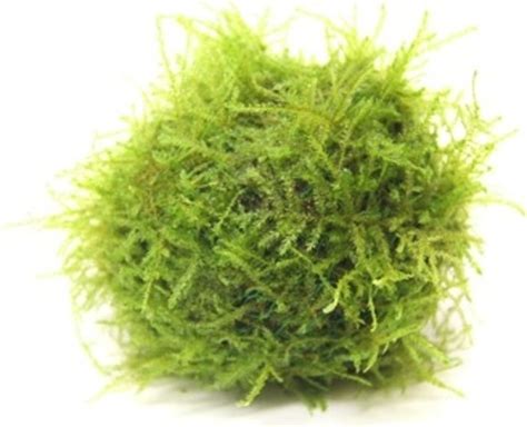 Dennerle Plants Java Moss On Biosphere Ball Olibetta Online Shop
