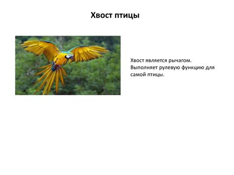 Рычаги птицы презентация онлайн