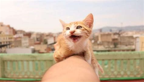 50 عکس بچه گربه بامزه و دلربا تابان