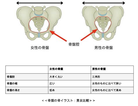 トピック1 ①そもそも骨盤底筋群って何？ 女性アスリートの 育成・支援プロジェクト