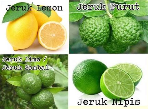 Bedanya Jeruk Nipis Limau Dan Purut Sinar Tani