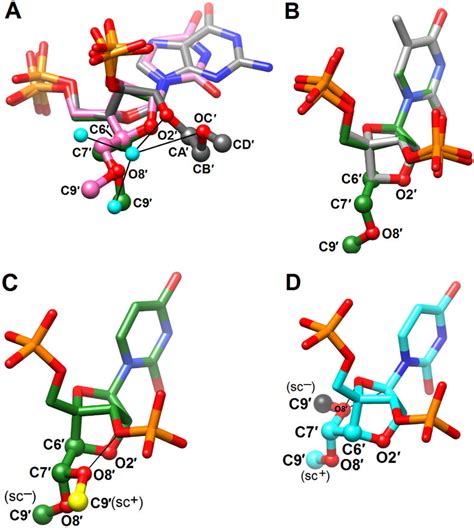 Structure And Nuclease Resistance Of 24 Constrained 2 O