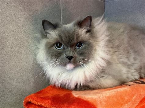 렉돌 코코 유기묘무료입양사이트 비숑프리제파양 포메라니안파양 말티즈파양 말티푸파양 푸들파양 먼치킨파양 랙돌파양 브리티쉬숏헤어파양