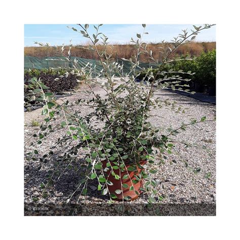 Cotoneaster Franchetii