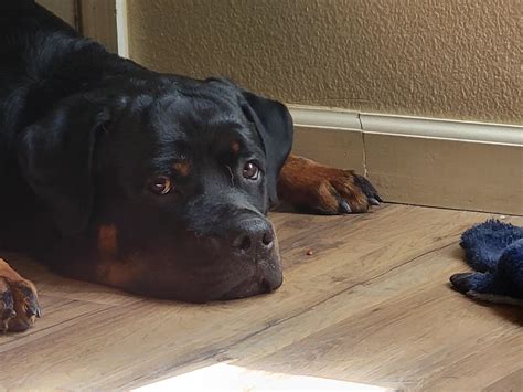 Ladybug Larvae Sucking An Aphid Dry Rgroundedgame