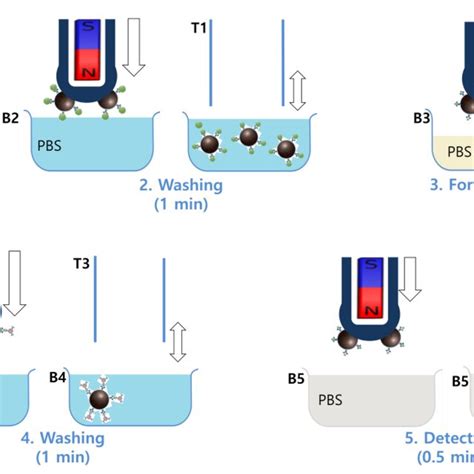 Schematic Illustration Of The Sandwich Immunoassay The Process