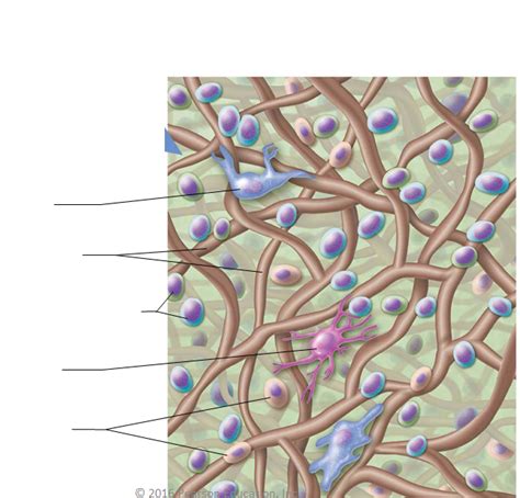 Lymphoid Diagram Quizlet