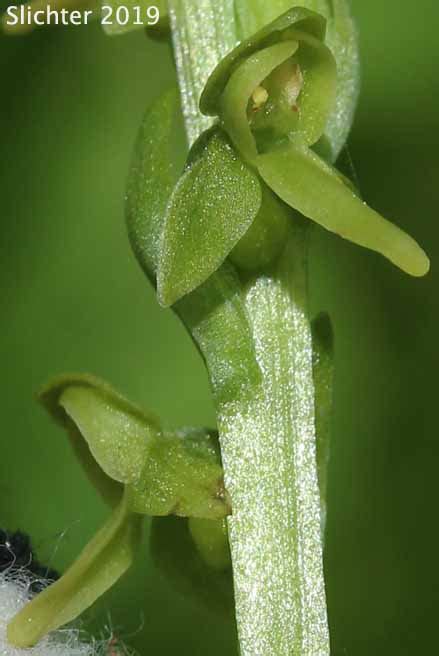 Slender Bog Orchid Platanthera Stricta Synonyms Habenaria Hyperborea