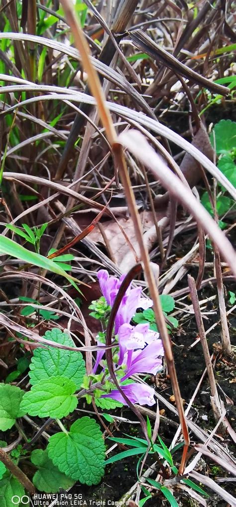 韩信草的功效与食用方法