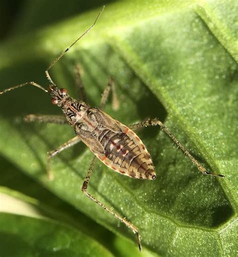 Bug BugGuide Net