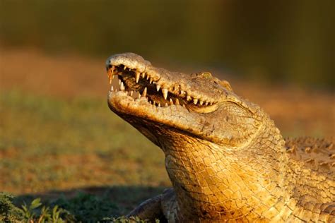 10 Reptiles That Are Apex Predators With Videos The Reptile Room