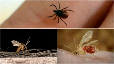Bunyavirus El Nuevo Dengue Que Transmiten Los Mosquitos Weekend