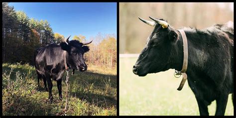 Top 10 Fascinating Facts About The Kerry Cow You Didnt Know