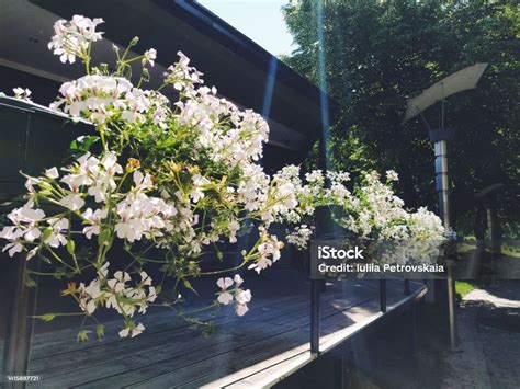 Pelargonium은 Geraniumaceae 가족의 식물 속입니다 꽃잎에 붉은 정맥이있는 흰색 아이비 제라늄 꽃 상자 발코니