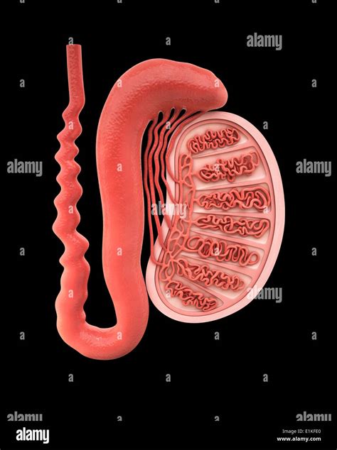 Human Testicle High Resolution Stock Photography And Images Alamy