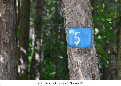 Number Five On Forest Tree Stock Photo Shutterstock