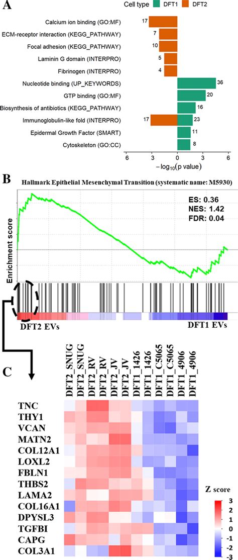 DFT2 Derived EVs Enriched The Epithelialmesenchymal Transition