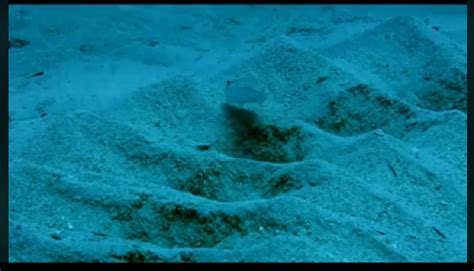 Fish Constructing Perfect Geometric Pattern On The Seafloor Resembling