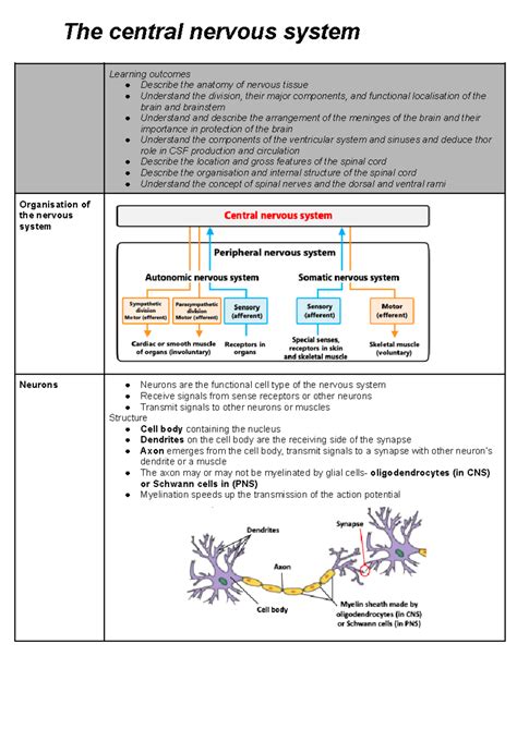 The Central Nervous System The Central Nervous System Learning Outcomes Describe The Anatomy
