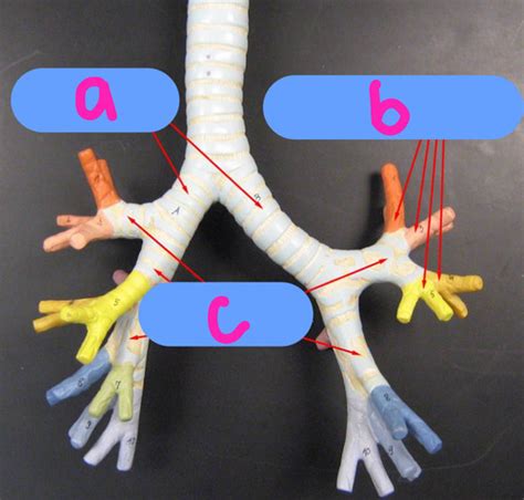 A P II Lab Practical 2 Flashcards Quizlet