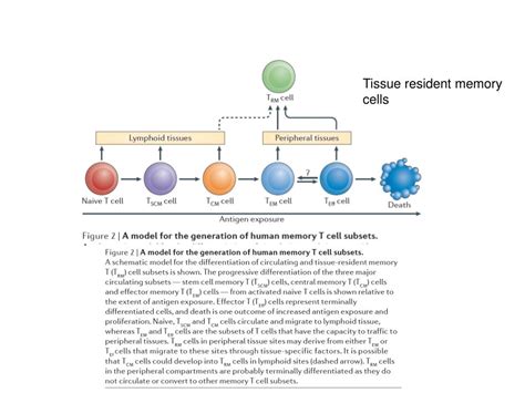 Ppt T Cell Memory Central Effector Powerpoint Presentation Free Download Id 5239015