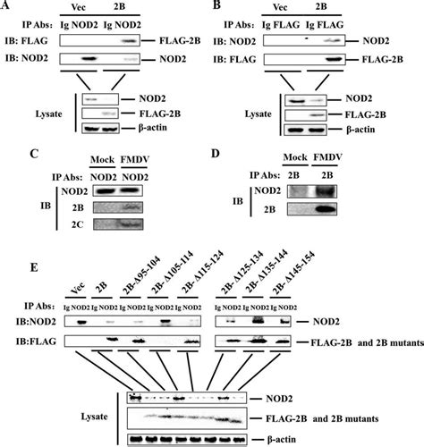 Foot And Mouth Disease Virus Antagonizes Nod2 Mediated Antiviral