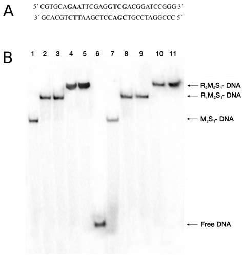DNA Binding A Sequence Of Synthetic Basepair Oligonucleotide Used Download Scientific