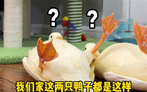 柯尔鸭不会翻身？ 毛桃桃大眼袋 毛桃桃大眼袋 哔哩哔哩视频