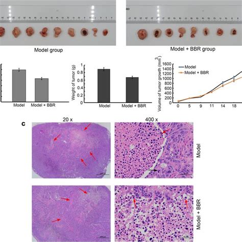 Observation And Detection Of Parameters In Mouse Colon Cancer A Gross Download Scientific