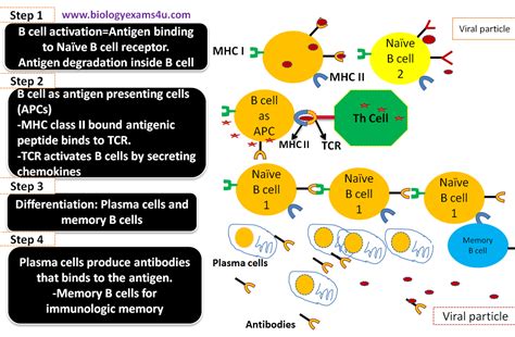 An Antigen Presenting Cell Is Best Described As Marlon Has Dickerson