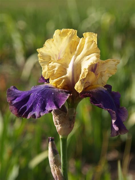 Iris G Jurassic Park Bearded Iris