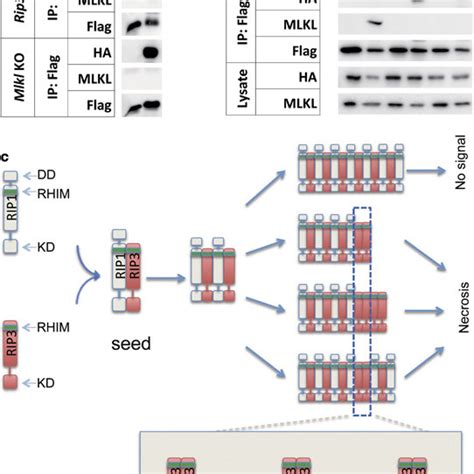Rip3 Homo Dimerization Leads To Mlkl Recruitment A And B Rip3 Ko And Download Scientific